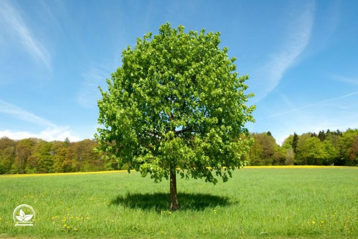 Die Bekanntesten Laubbäume Arten Und Ihre Wichtigsten Eigenschaften!