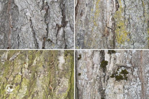 Der Großartige Ulmen Baum (Ulmus): Herkunft, Eigenschaften Und Sorten!