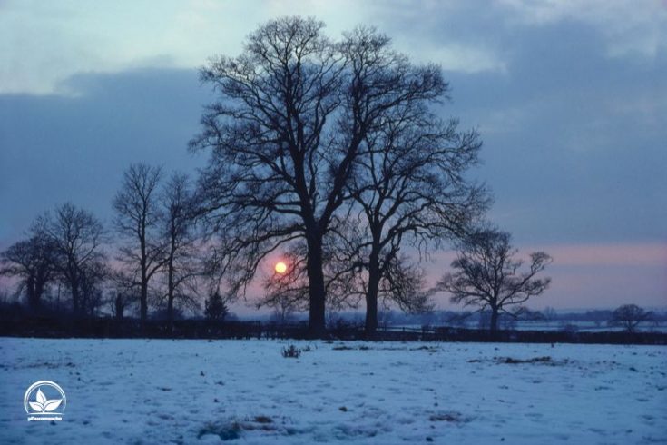 Der Großartige Ulmen Baum (Ulmus): Herkunft, Eigenschaften Und Sorten!