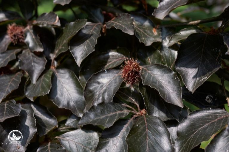 Die Bekanntesten Laubbäume Arten Und Ihre Wichtigsten Eigenschaften!