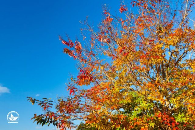 Die Bekanntesten Laubbäume Arten Und Ihre Wichtigsten Eigenschaften!