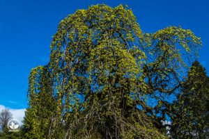Der Großartige Ulmen Baum (Ulmus): Herkunft, Eigenschaften Und Sorten ...