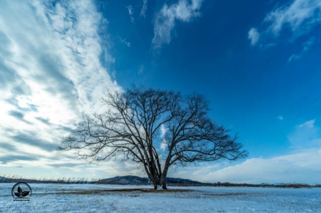 Der Großartige Ulmen Baum (Ulmus): Herkunft, Eigenschaften Und Sorten!