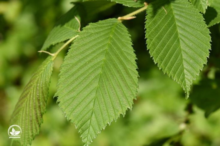 Der Großartige Ulmen Baum (Ulmus): Herkunft, Eigenschaften Und Sorten!
