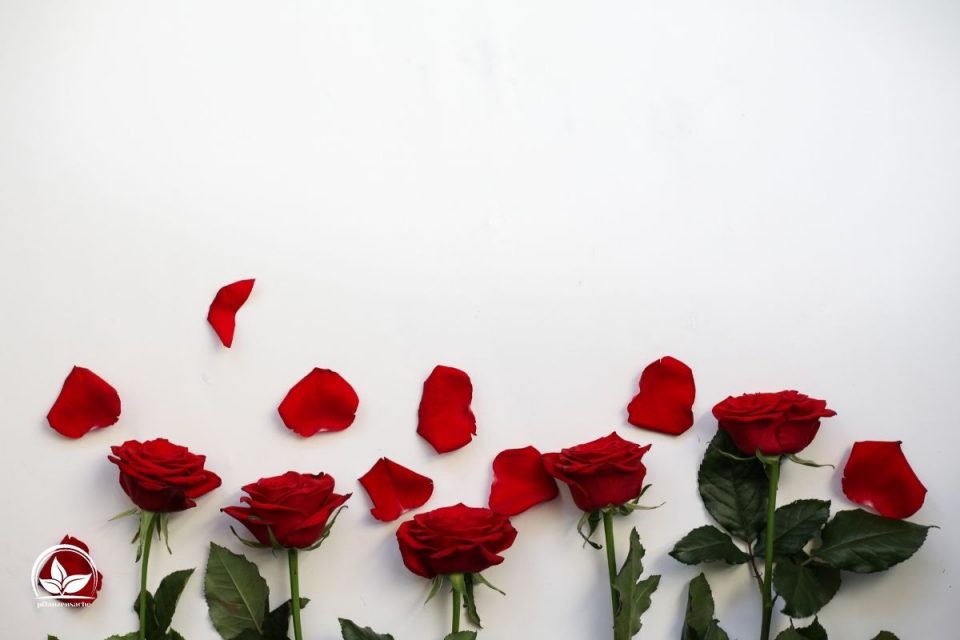 Rote Rosen Bedeutung: „Ich Liebe Dich“ Sagen In Der Blumensprache ...