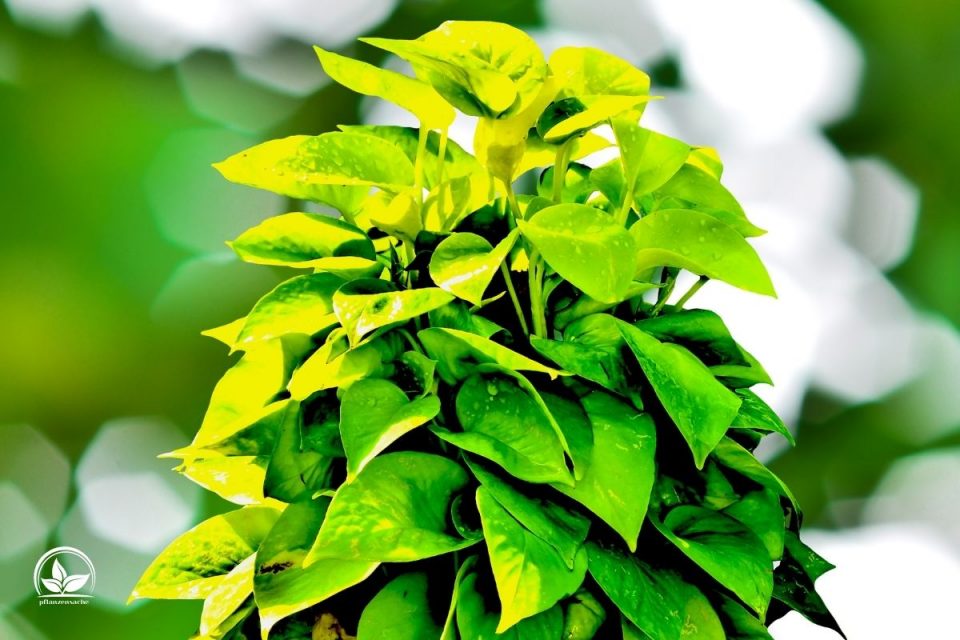 Efeutute (Epipremnum Pinnatum): Pflegetipps Und Die Schönsten Sorten!