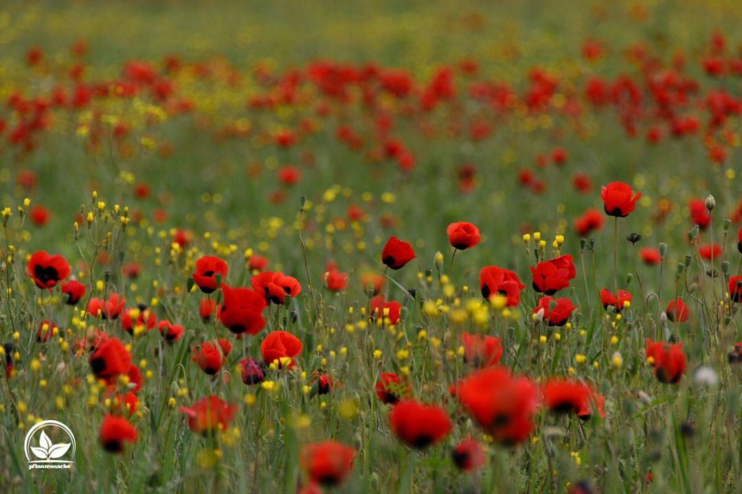 10 Rote Blumen Für Den Garten: Die Farbe Der Liebe In Den Blütenblättern!