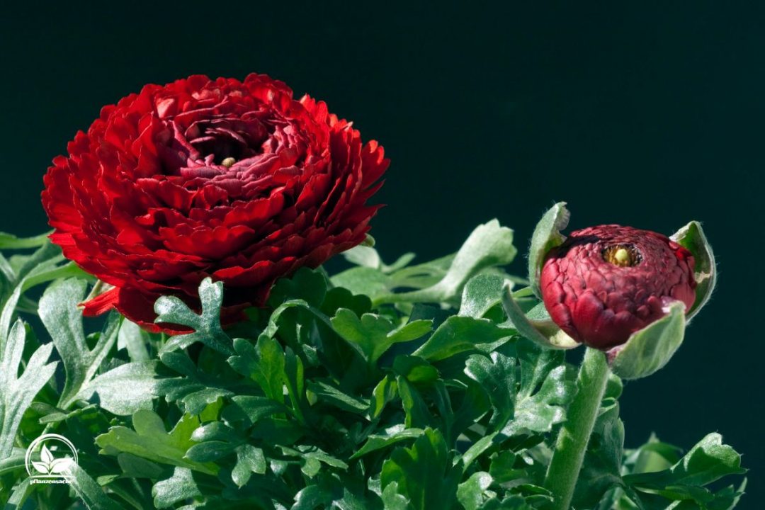 10 Rote Blumen Für Den Garten: Die Farbe Der Liebe In Den Blütenblättern!