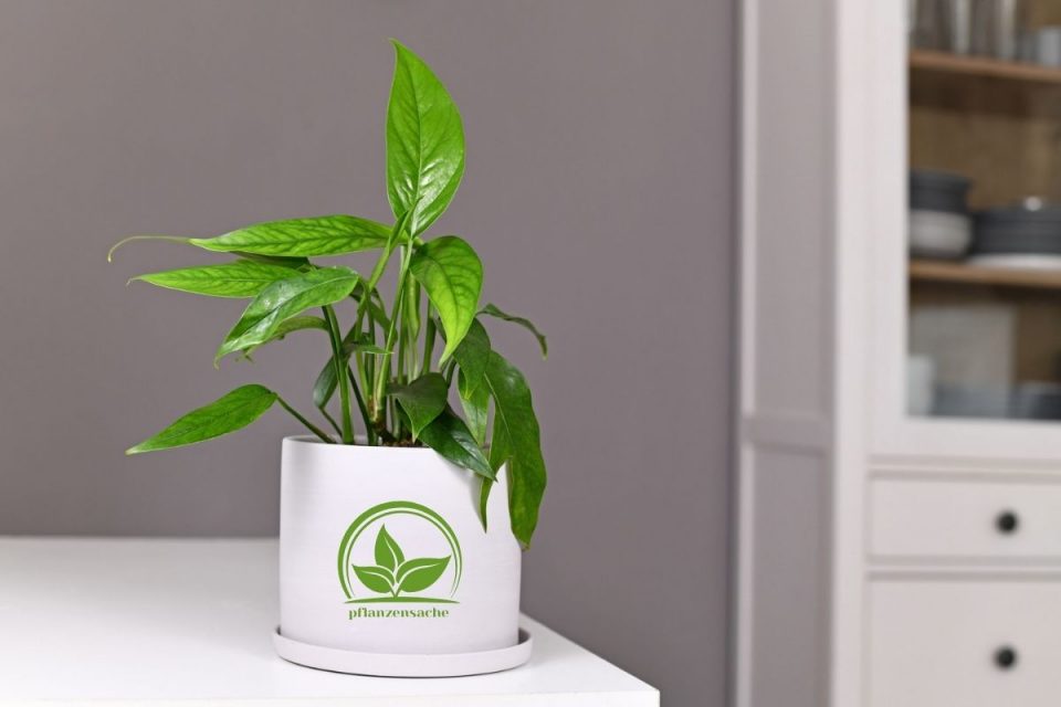 Efeutute (Epipremnum Pinnatum): Pflegetipps Und Die Schönsten Sorten!