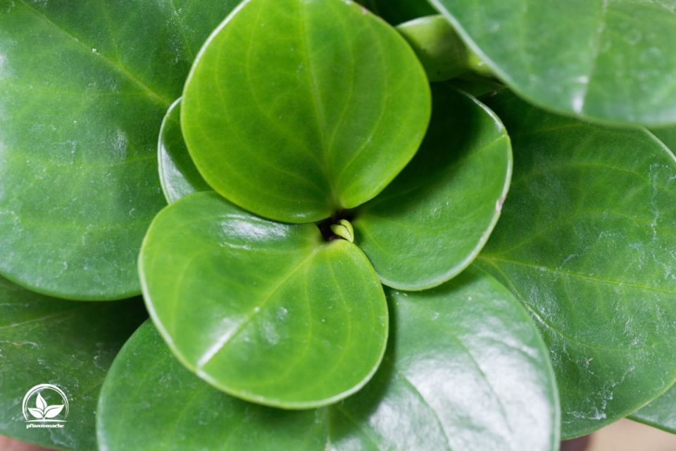 Peperomia Pixie: Der Fleischige Zwergpfeffer Mit Den Bunten Blättern!