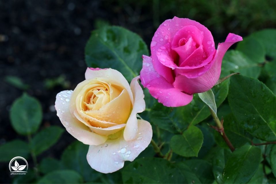 Rosa Rosen Bedeutung: Welche Botschaft Verschenken Wir Mit Der Rose?