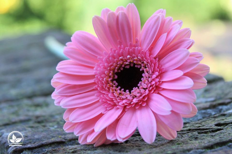 Gerbera Bedeutung: Was Sagt Uns Eine Der Beliebtesten Blumen Der Welt?