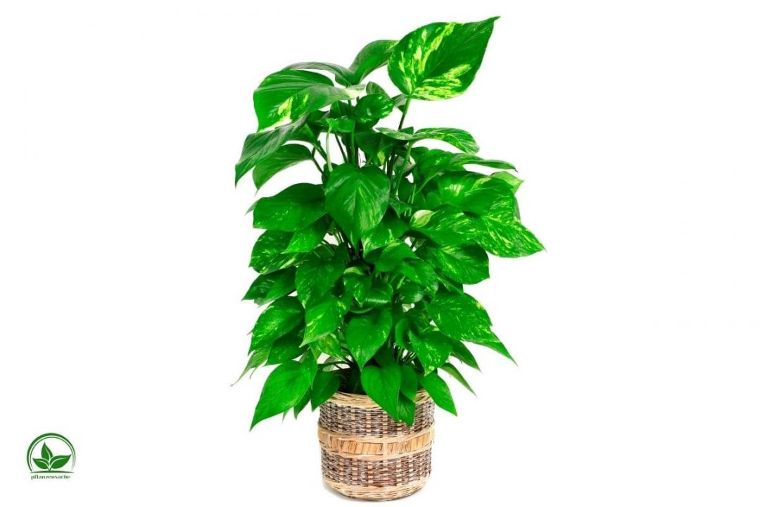 Efeutute (Epipremnum Pinnatum): Pflegetipps Und Die Schönsten Sorten!