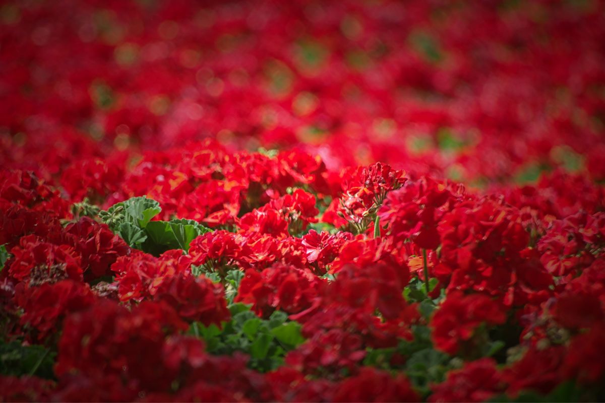 10 Rote Blumen Für Den Garten: Die Farbe Der Liebe In Den Blütenblättern!
