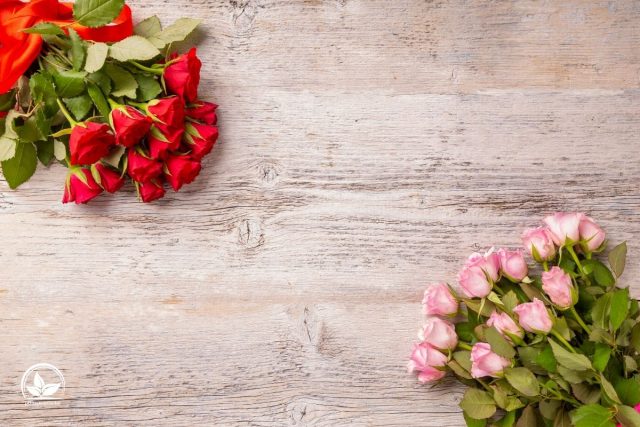 Rosa Rosen Bedeutung: Welche Botschaft Verschenken Wir Mit Der Rose?