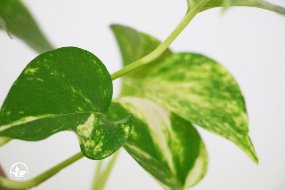Efeutute (Epipremnum Pinnatum): Pflegetipps Und Die Schönsten Sorten!