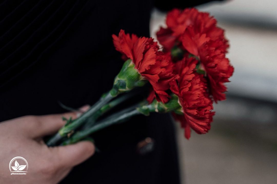 Nelken Bedeutung: Symbolik Die Hinter Der Blume Der Götter Steckt ...