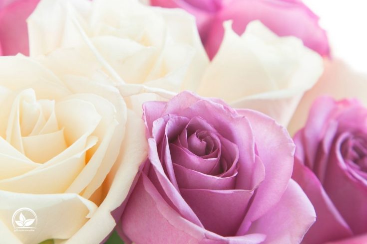 Rosa Rosen Bedeutung: Welche Botschaft Verschenken Wir Mit Der Rose?