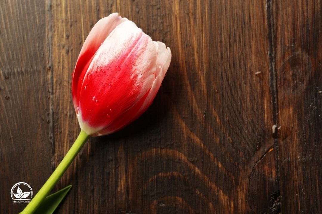 Erstaunlich Schwarze Tulpen Bedeutung Ebenbild
