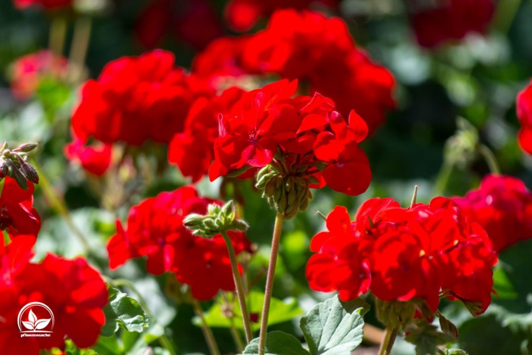 10 Rote Blumen Für Den Garten: Die Farbe Der Liebe In Den Blütenblättern!