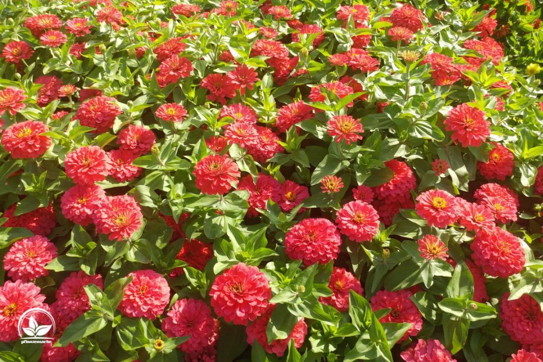 10 Rote Blumen Für Den Garten: Die Farbe Der Liebe In Den Blütenblättern!