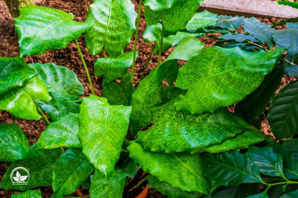 Die Korbmarante Calathea Network: Grünes Mosaikmuster Für Ihr Zuhause!