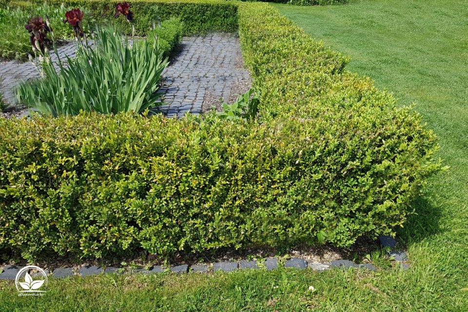 Gewöhnlicher Buchsbaum (Buxus Sempervirens): Immergrüne Gartenhecke ...