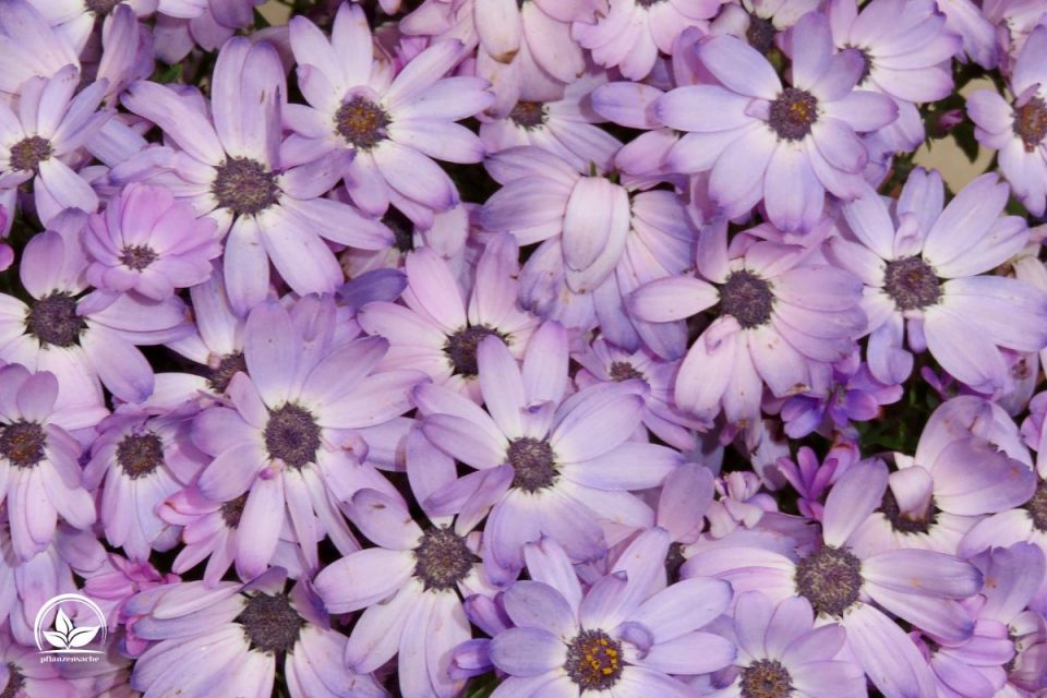 11 Lila Blumen Namen, Eigenschaften Und Tolle Tipps Für Die Pflege!