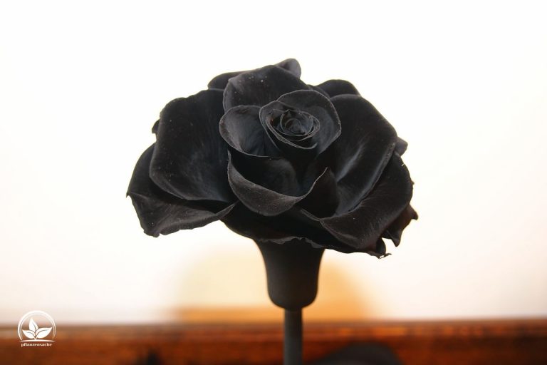 Schwarze Rose Bedeutung