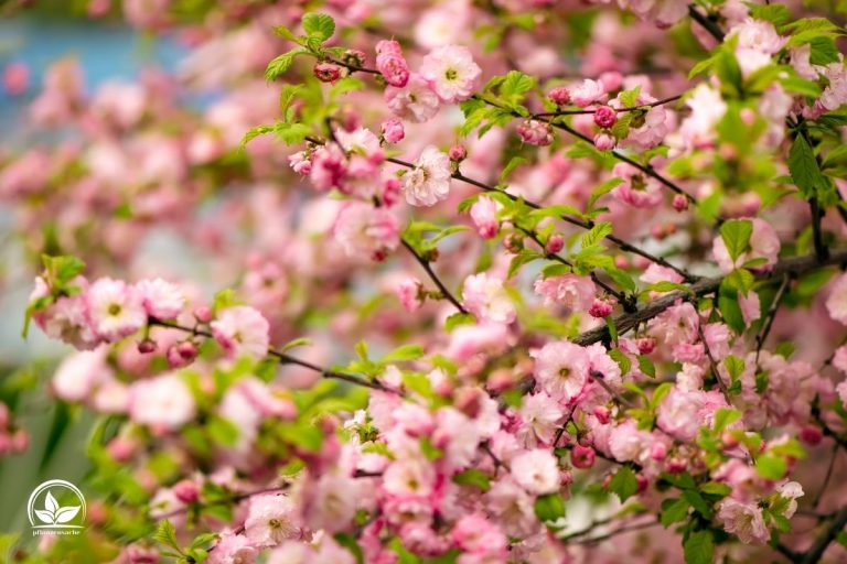 Mandelbäumchen (Prunus Triloba): Rosa Blütenpracht Für Den Garten ...