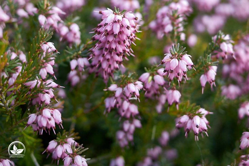 Winterheide: Wie Pflegt Man Die Pflanze Des Monats Januar?