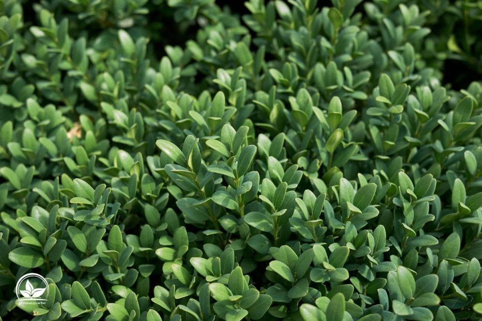 Immergrüne Buchsbaumhecke: Diese Heckenpflanze Gehört In Jeden Garten!