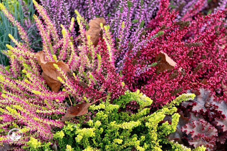 Winterheide: Wie Pflegt Man Die Pflanze Des Monats Januar?