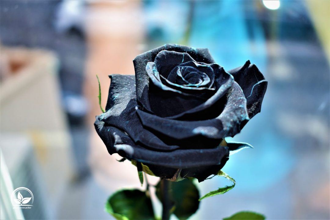 Schwarze Rosen Bedeutung: Welche Symbolik Trägt Diese Rose?