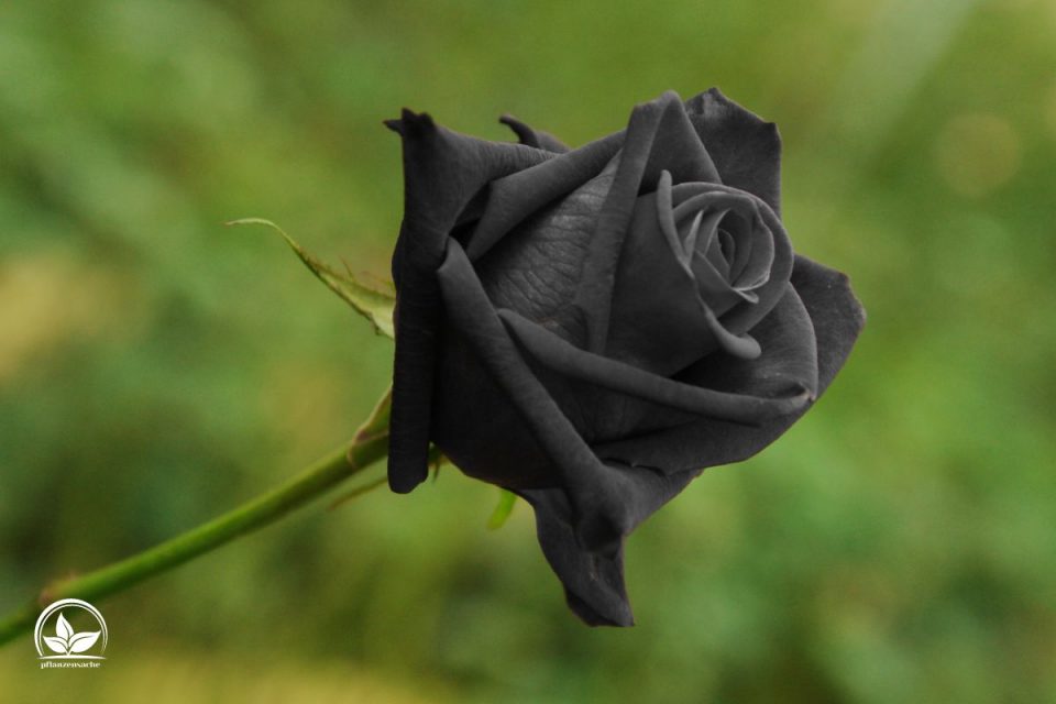 Schwarze Rosen Bedeutung: Welche Symbolik Trägt Diese Rose?