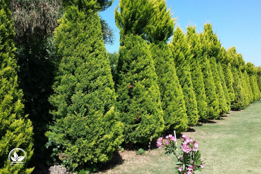 TOP 7 Exotische Nadelbäume: Nadelbaum Als Grünes Highlight Im Garten!