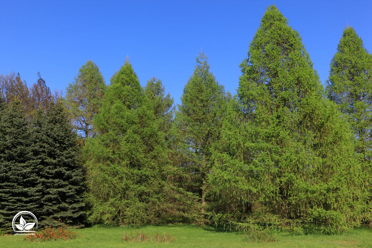 TOP 7 Exotische Nadelbäume: Nadelbaum Als Grünes Highlight Im Garten!