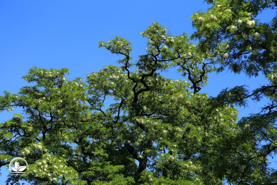 Kugelbaum Immergrün: Die 9 Schönsten Sorten Für Garten Und Vorgarten ...