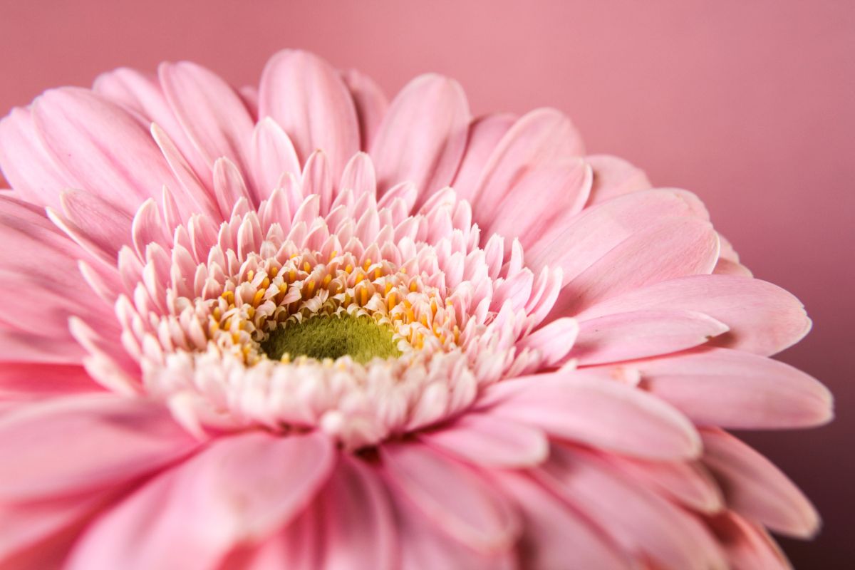 Gerbera Blumen: Wie Pflegen Wir Gerbera Richtig? - Pflanzensache