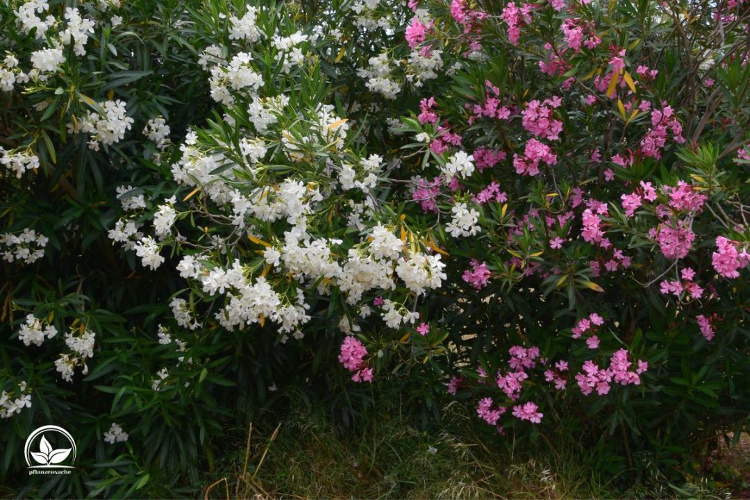 Wunderschne Ist Der Oleander Winterhart Fotos