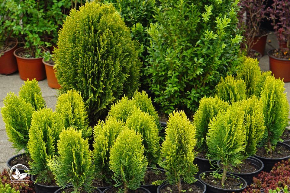 Die TOP 9 Nadelbäume Arten: Eigenschaften Und Merkmale Im Überblick!