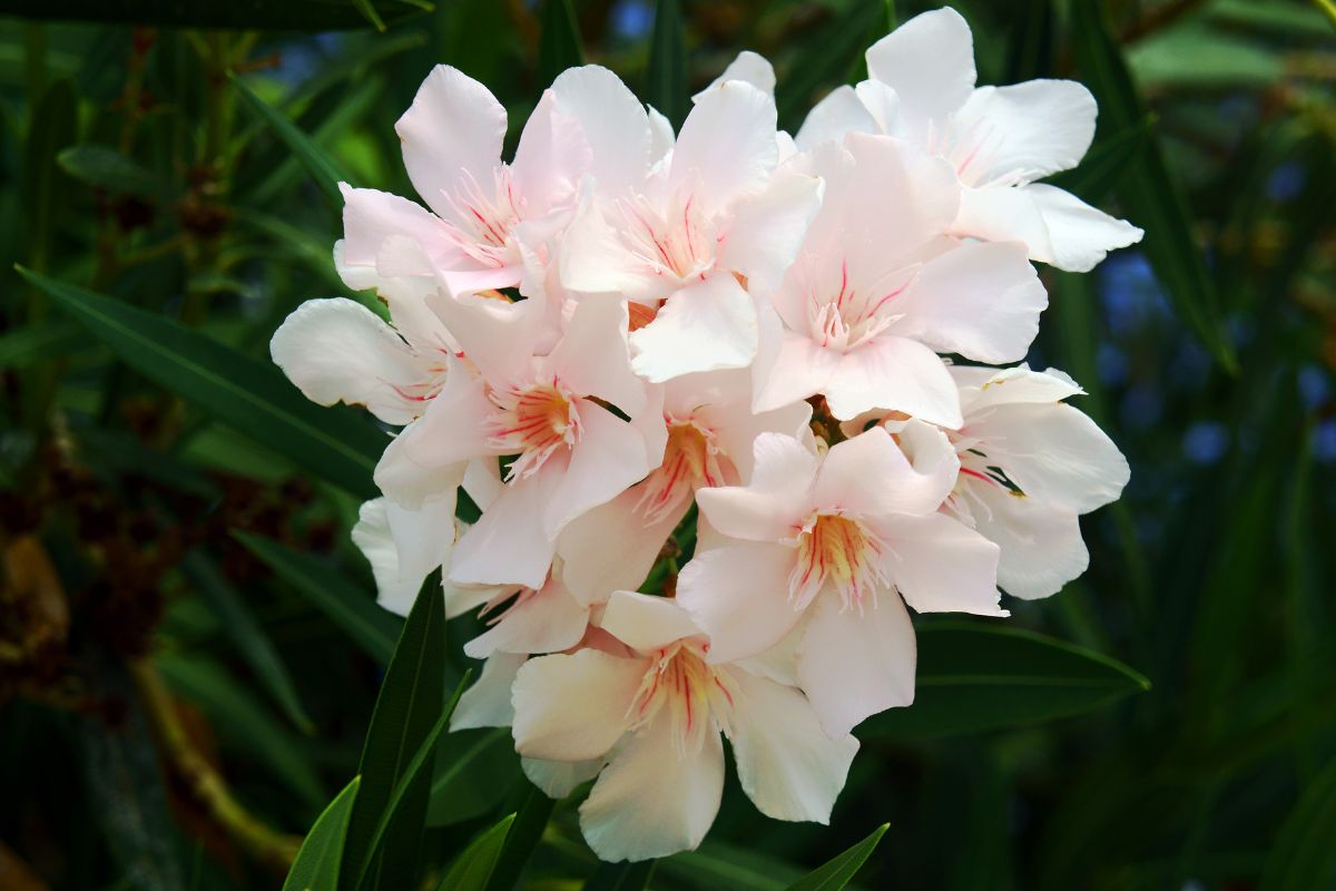 Wunderschne Ist Der Oleander Winterhart Fotos