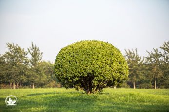 Kugelbaum Immergrün: Die 9 Schönsten Sorten Für Garten Und Vorgarten ...