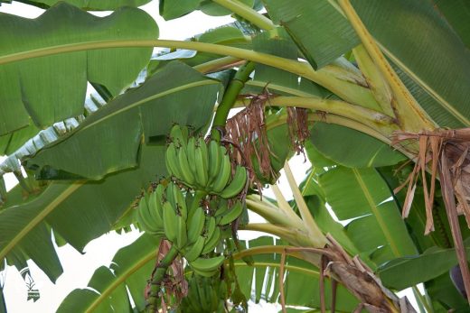 Die Tropische Bananenpflanze Pflege Und Merkmale Im Überblick ...