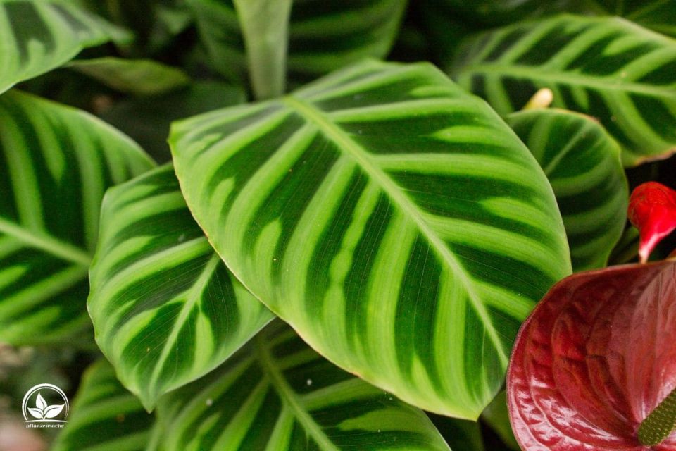 Calathea Louisae „Maui Queen“: Korbmarante Mit Dem Tollen Blattwerk ...