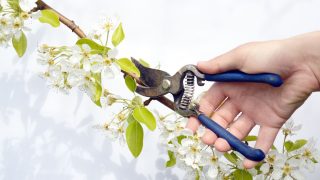 Blumen Selber Schneiden In Der Nahe Jetzt Geoffnet