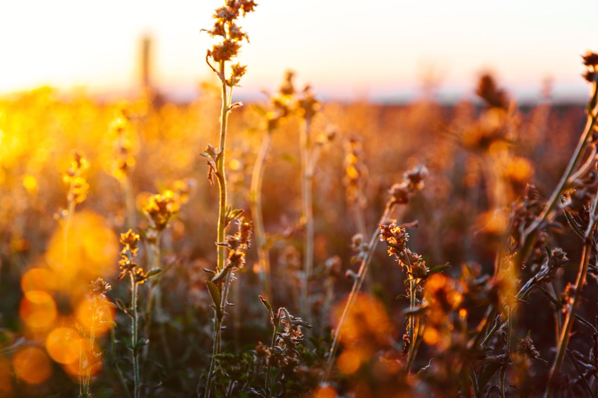 Blumenfelder NRW Und Ganz Deutschland: Die Besten Blumigen Fotospots ...