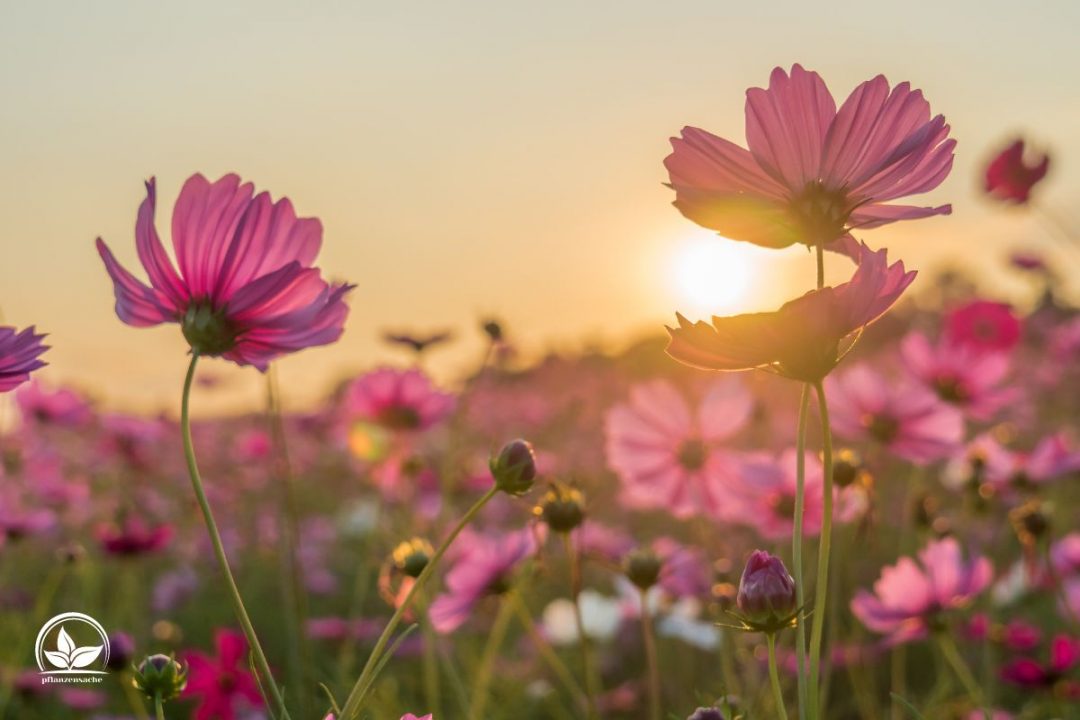 Blumenfelder NRW Und Ganz Deutschland: Die Besten Blumigen Fotospots!