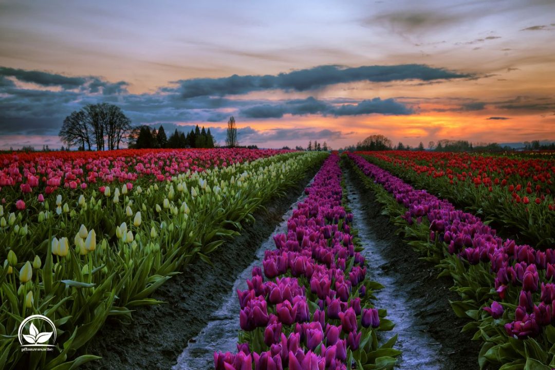 Blumenfelder NRW Und Ganz Deutschland: Die Besten Blumigen Fotospots!