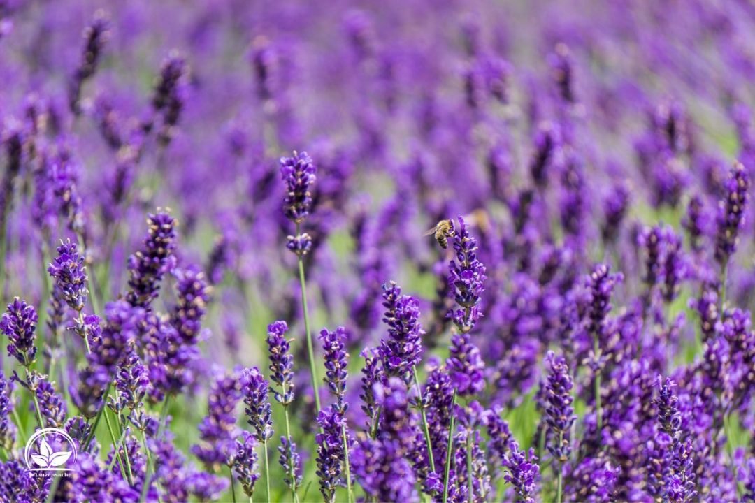 Blumenfelder NRW Und Ganz Deutschland: Die Besten Blumigen Fotospots!